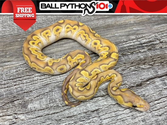 Banana GHI Mojave Poss Redstripe Poss Yellowbelly Clown Ball Python by ...