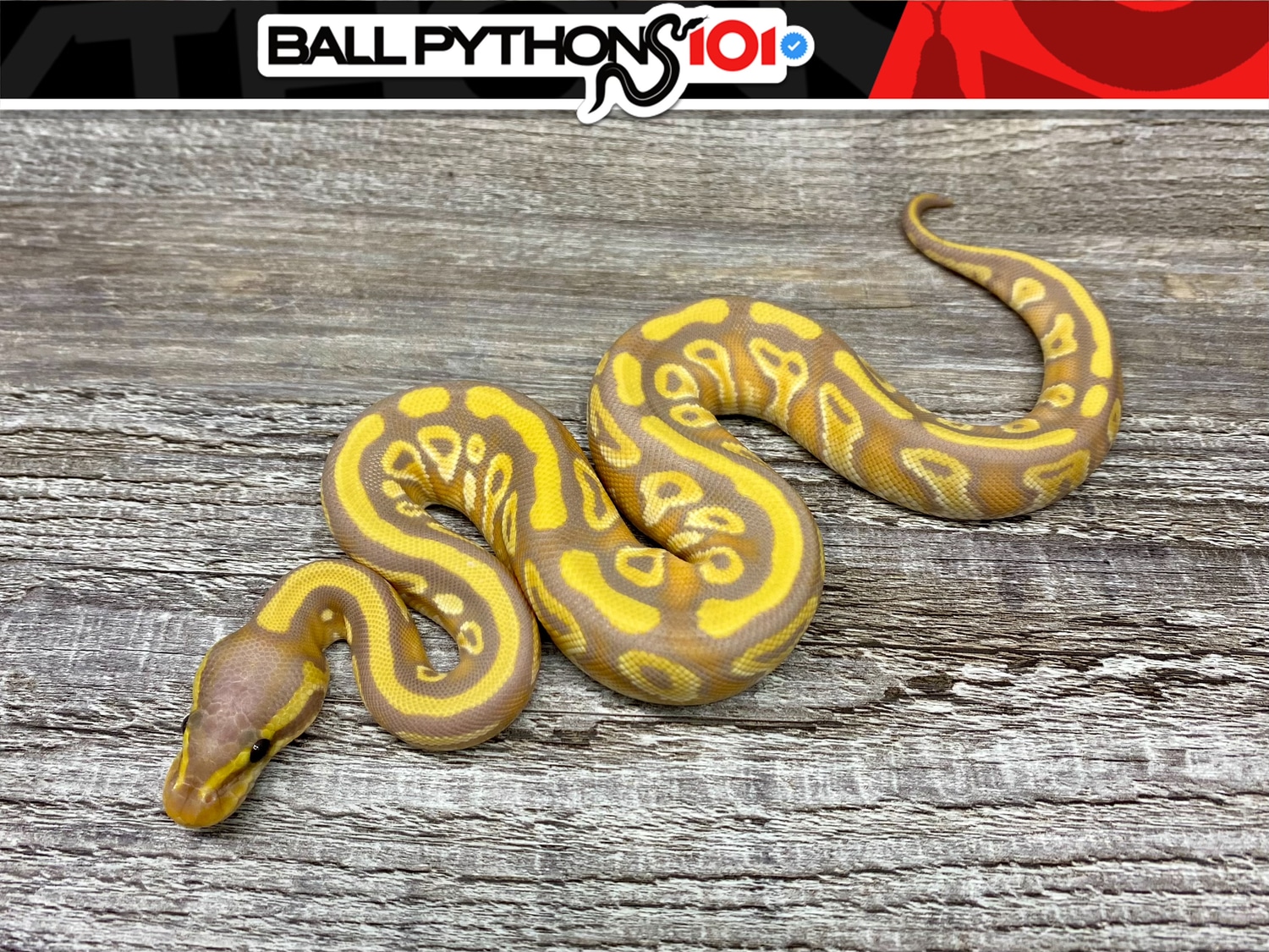 Banana Mojave Het Clown Ball Python by Ball Pythons 101 - MorphMarket