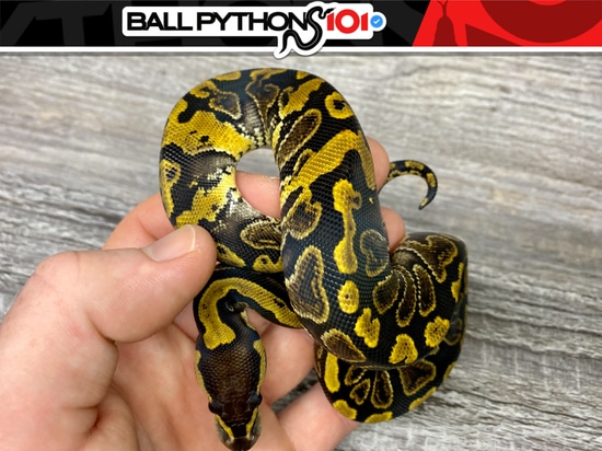 GHI Het Clown Paradox Ball Python by Ball Pythons 101