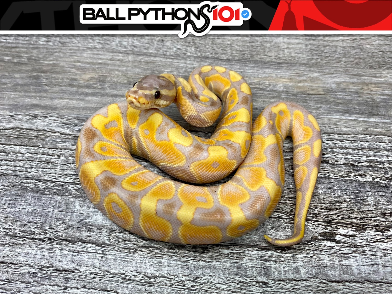 Banana Het Clown Ball Python by Ball Pythons 101 - MorphMarket