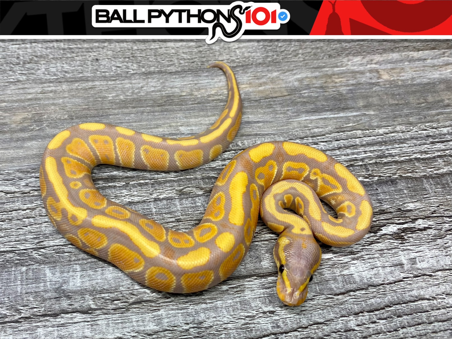 Banana Het Clown Ball Python by Ball Pythons 101 - MorphMarket