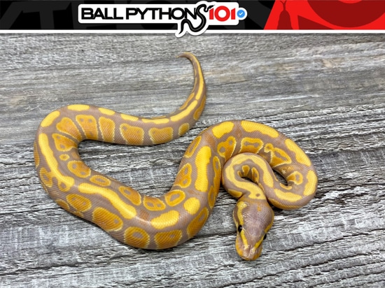 Banana Het Clown Ball Python by Ball Pythons 101