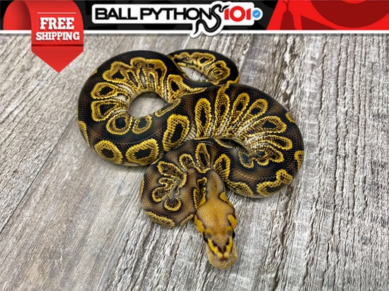 GHI Black Pastel Clown Poss Redstripe Or Yellowbelly Ball Python by Ball Pythons 101