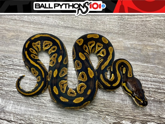 Black Head Het Clown Ball Python by Ball Pythons 101