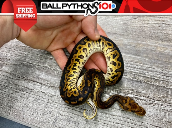Black Head Clown Ball Python by Ball Pythons 101