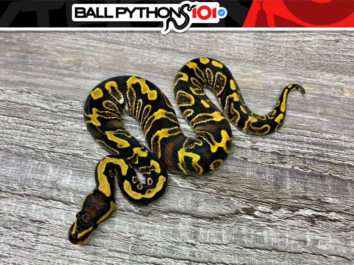 GHI Yellowbelly DBL Het Ultramel Clown Ball Python by Ball Pythons 101 ...