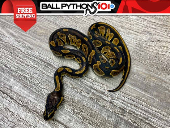 BH Het Ultra Clown Ball Python by Ball Pythons 101