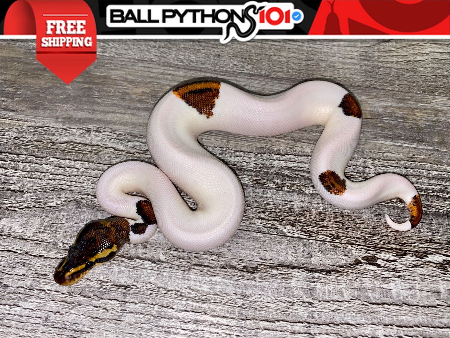 Mahogany Yellowbelly Pied Ball Python by Ball Pythons 101 - MorphMarket
