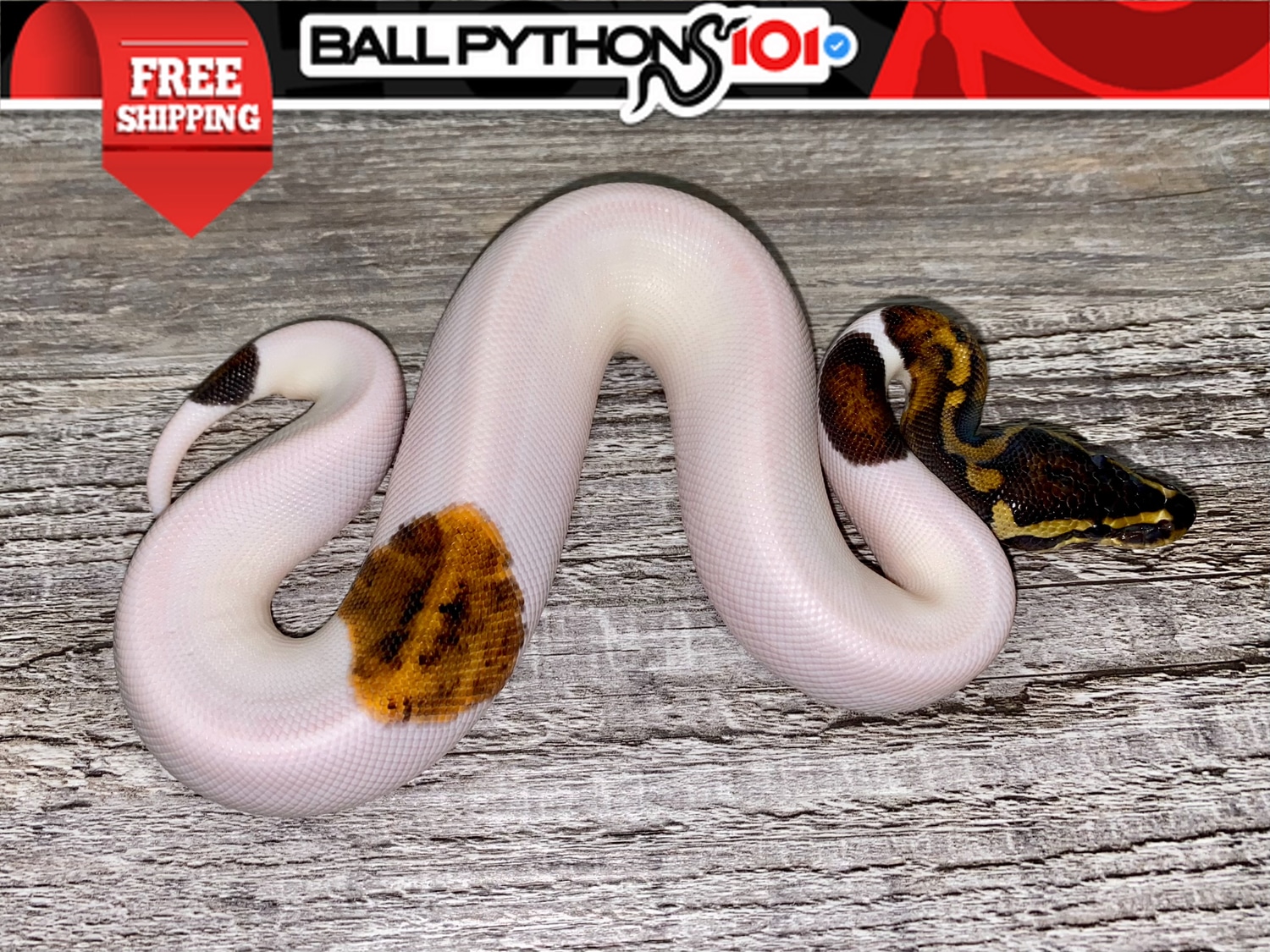 Mahogany Yellowbelly Pied Ball Python by Ball Pythons 101 - MorphMarket