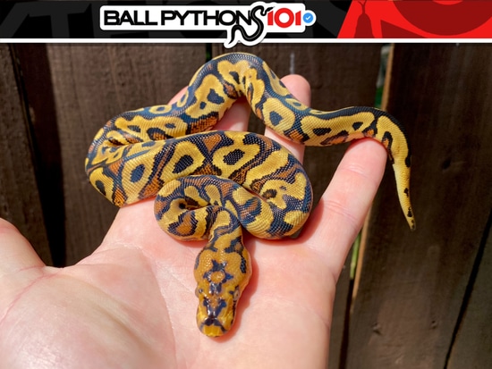 Red Stripe Yellowbelly Spotnose Clown Ball Python by Ball Pythons 101