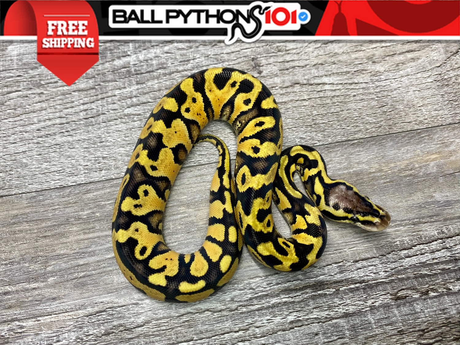 Pastel Gravel Het Clown 50% Het Hypo Ball Python by Ball Pythons 101 ...