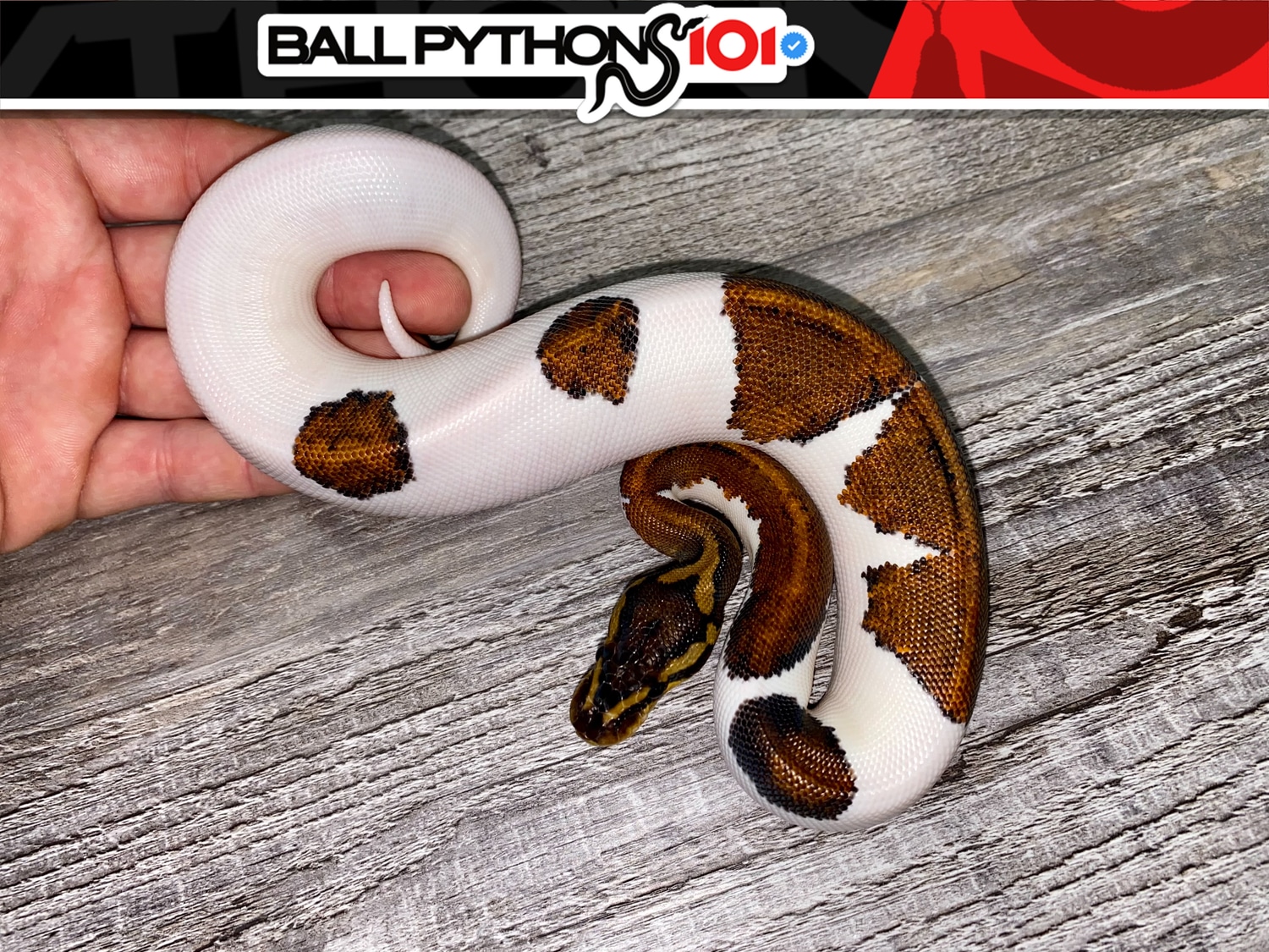 Mahogany Yellowbelly Pied Ball Python by Ball Pythons 101 - MorphMarket