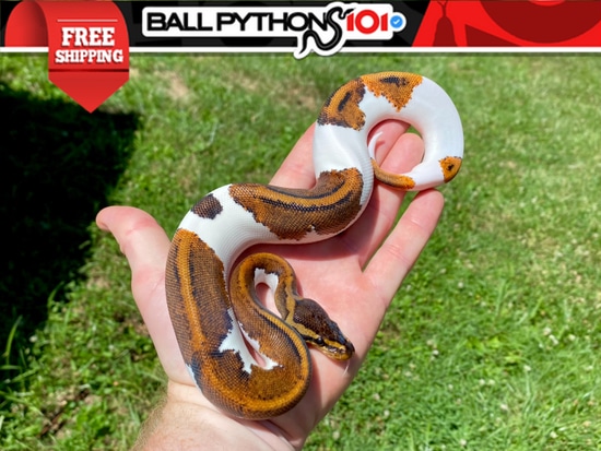Mahogany Yellowbelly Pied Ball Python by Ball Pythons 101