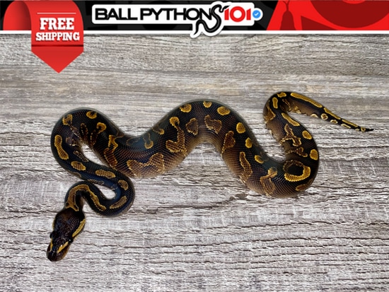 BH GHI YB Het Clown Ball Python by Ball Pythons 101