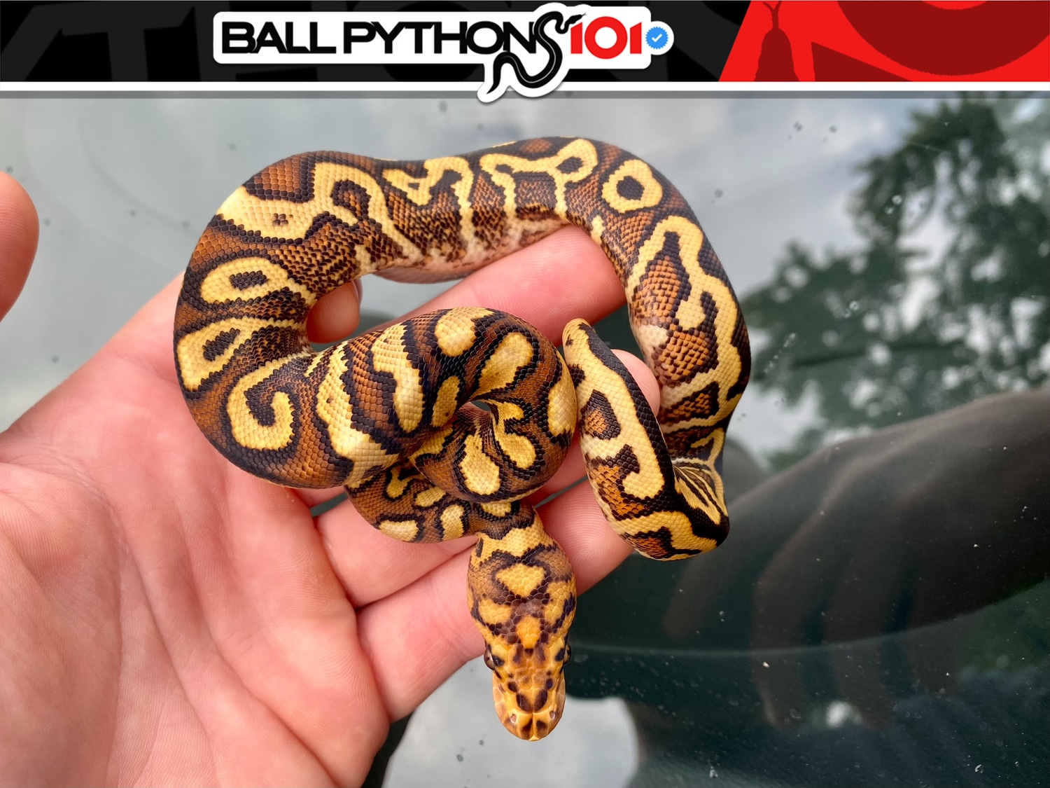GHI Redstripe YB Spotnose Clown Ball Python by Ball Pythons 101 - MorphMarket