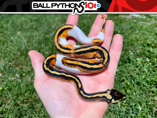 YB Pied Het DG Poss GeneX Ball Python by Ball Pythons 101