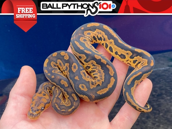 Black Head Leopard Clown Ball Python by Ball Pythons 101