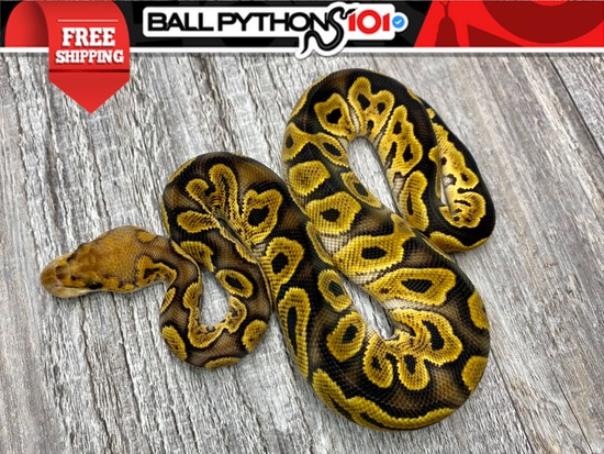 GHI Clown Het Desert Ghost Ball Python by Ball Pythons 101