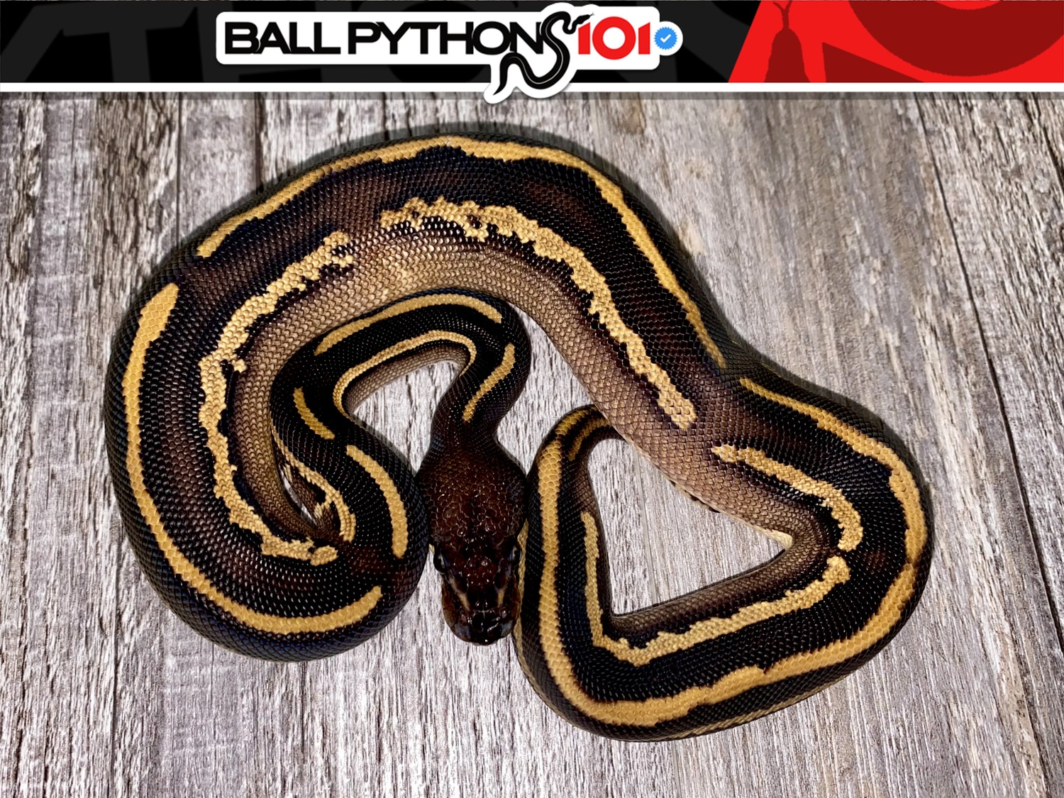 BlackHead Mojave Leopard YB Het Clown 50% Het Hypo Ball Python by Ball Pythons 101 - MorphMarket