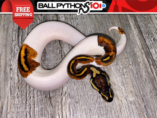 Mahogany Yellowbelly Pied Ball Python by Ball Pythons 101