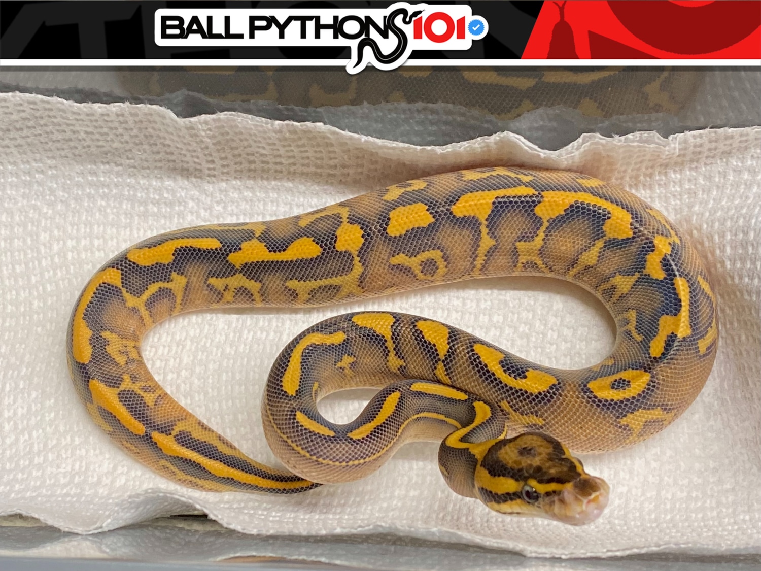 Leopard Highway Het Clown Poss Het Hypo Ball Python by Ball Pythons 101 ...