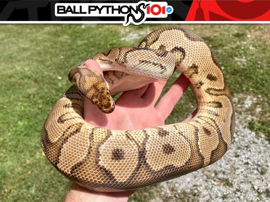 PROVEN Redstripe YB Clown Ball Python by Ball Pythons 101