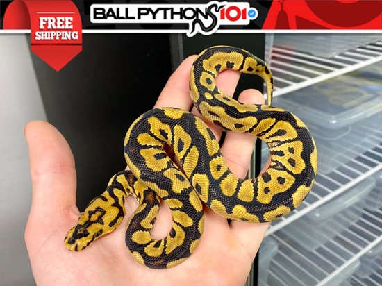 Spotnose Clown Poss YB Or Red Stripe Ball Python by Ball Pythons 101