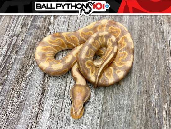 Banana GHI Het Clown Ball Python by Ball Pythons 101
