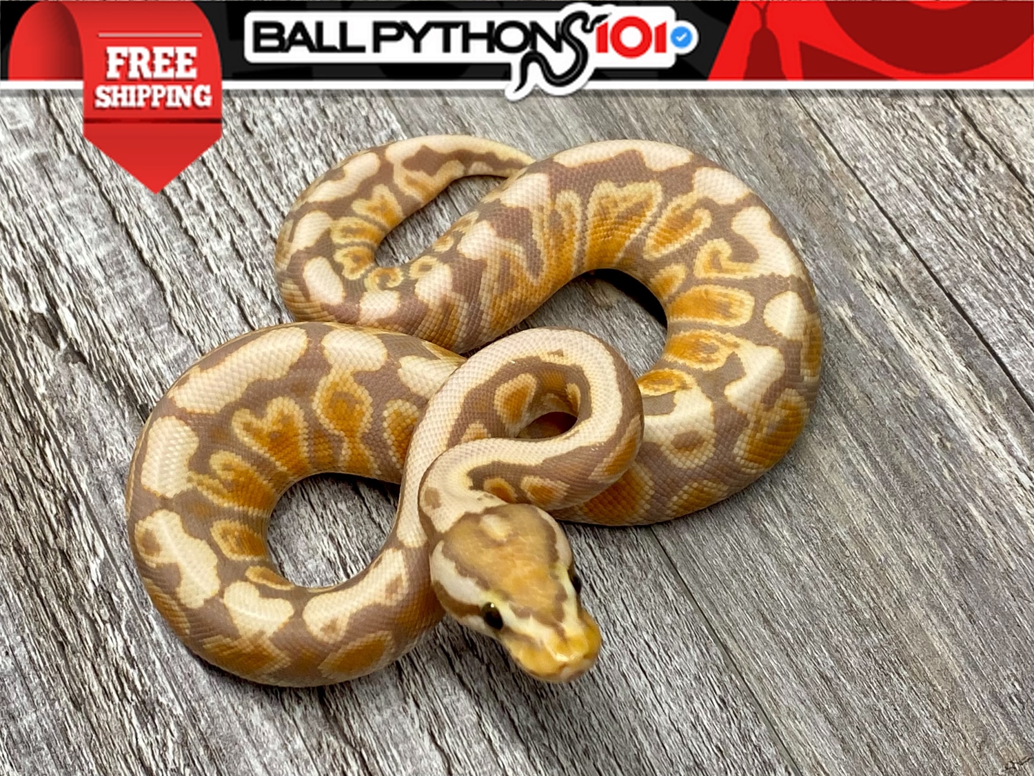 GHI Spotnose Banana Het Clown Ball Python by Ball Pythons 101 - MorphMarket