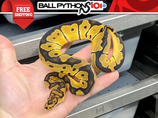 Clown 100% Het Desert Ghost Ball Python by Ball Pythons 101