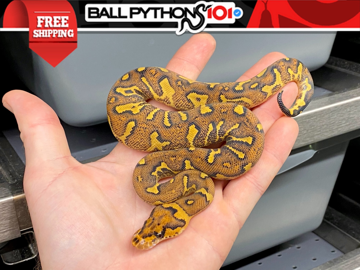 Super Gravel Clown 50% Het Hypo Ball Python by Ball Pythons 101 - MorphMarket