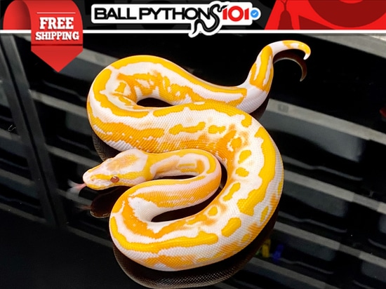 Yellowbelly Dreamsicle Ball Python by Ball Pythons 101