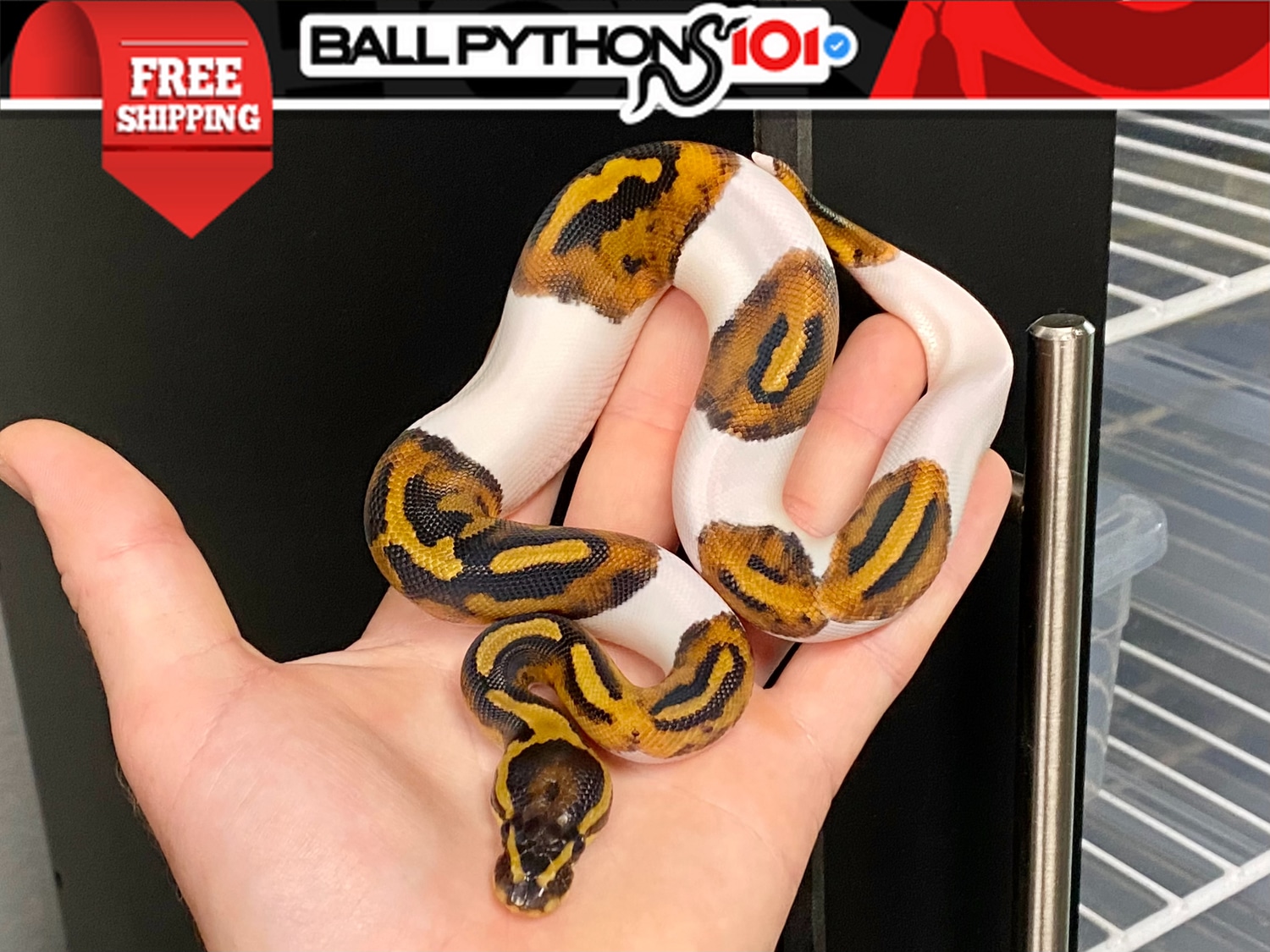 Pied 100% Het Desert Ghost Ball Python by Ball Pythons 101 - MorphMarket