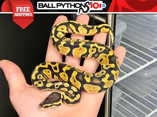 Pastel Dbl Het DG Pied Ball Python by Ball Pythons 101