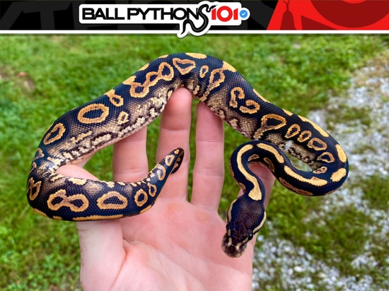 Redstripe Black Pastel Yellowbelly Het Clown Ball Python by Ball ...