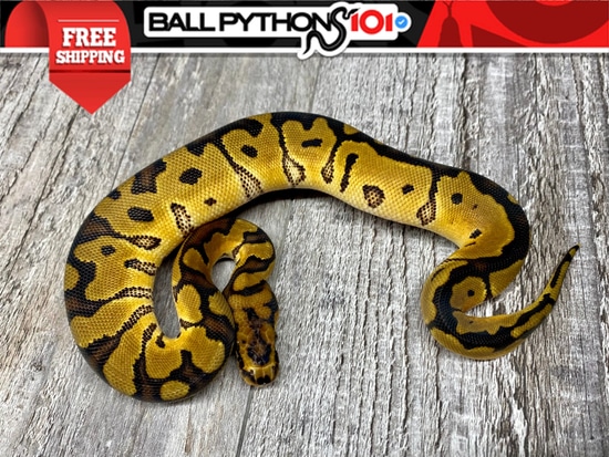 Clown 100% Het Desert Ghost Ball Python by Ball Pythons 101