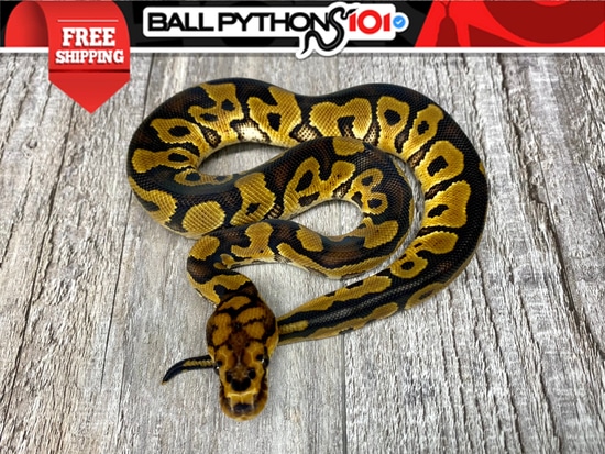Clown Het Desert Ghost Ball Python by Ball Pythons 101