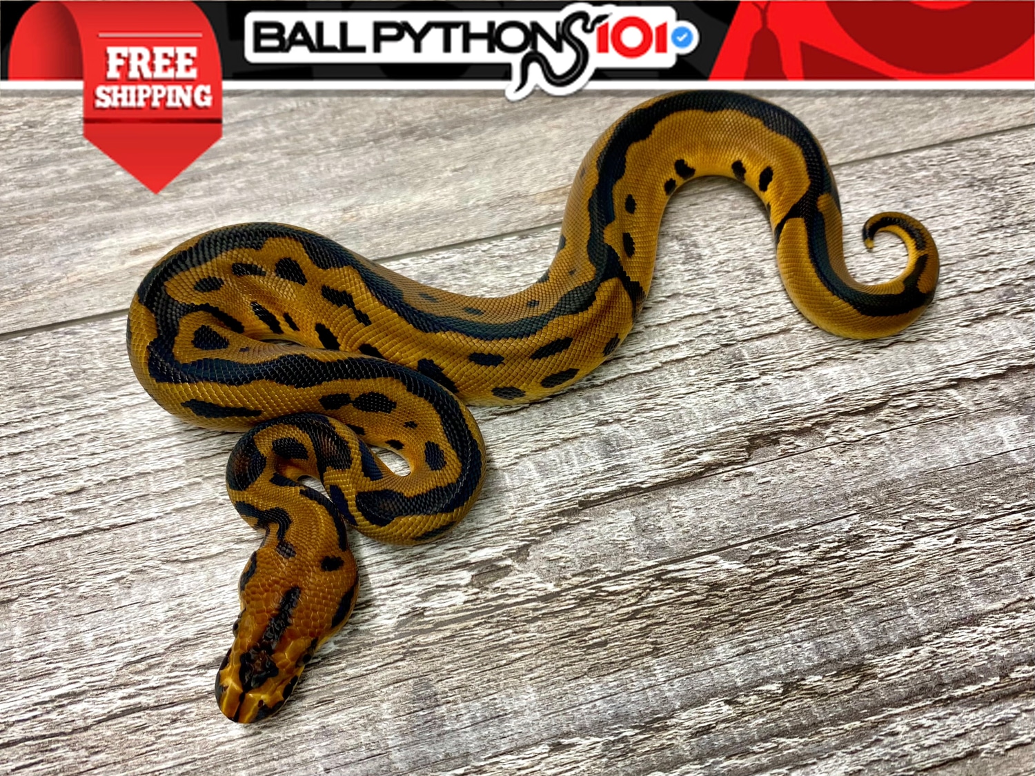 Leopard Clown Het Desert Ghost Ball Python by Ball Pythons 101 ...