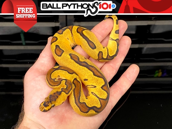 OD YB Enchi Fire Clown Red Stripe Ball Python by Ball Pythons 101