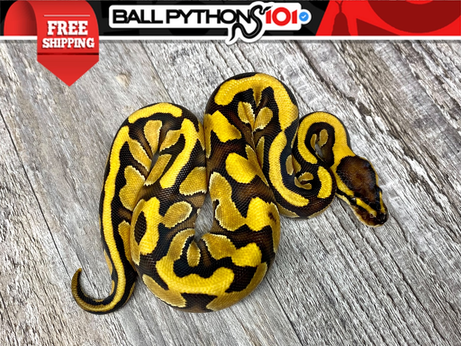 OD Enchi Het Clown Ball Python by Ball Pythons 101 - MorphMarket