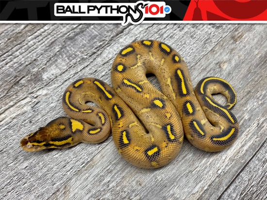 Highway Het Clown Ball Python by Ball Pythons 101