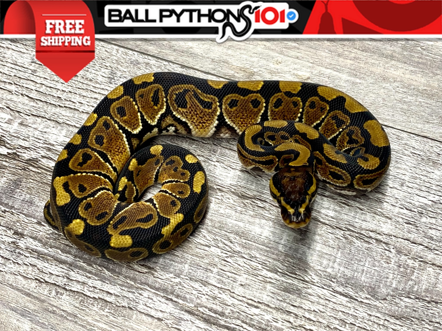 Hurricane Het Clown Ball Python by Ball Pythons 101 - MorphMarket