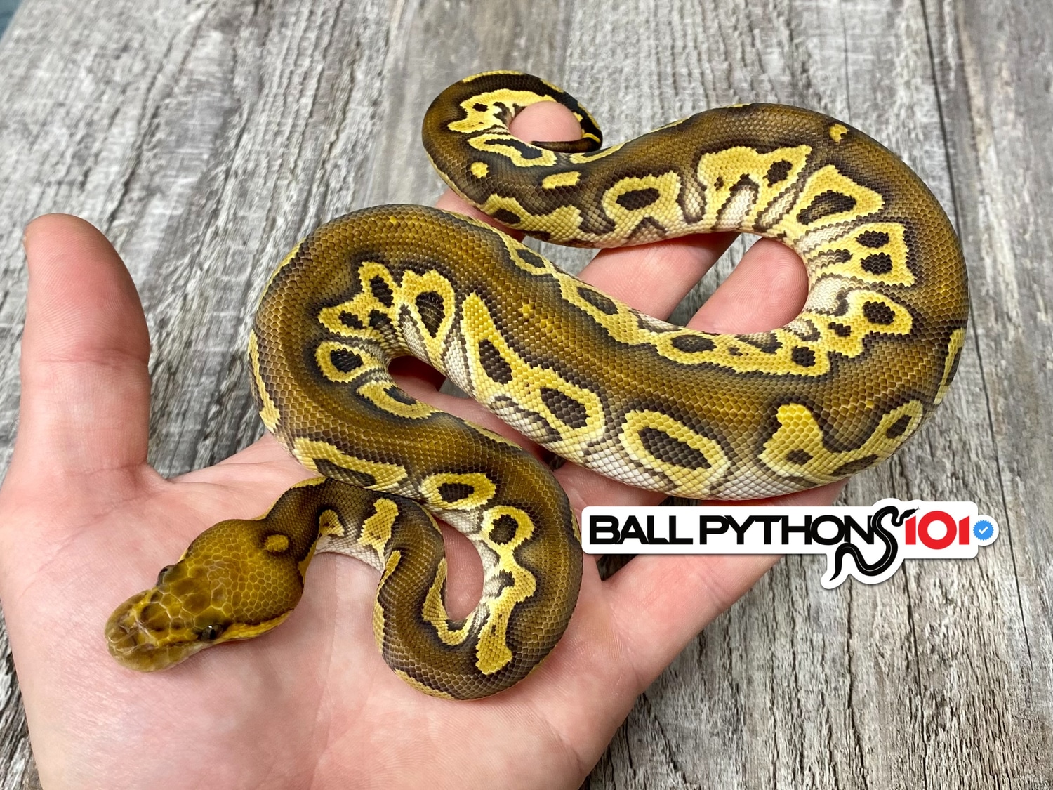 Hurricane Mojave Clown Ball Python by Ball Pythons 101 - MorphMarket