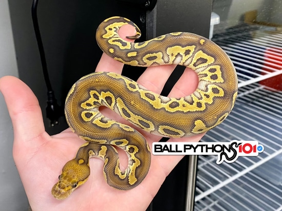 315g Hurricane Mojave Poss YB Clown Ball Python by Ball Pythons 101