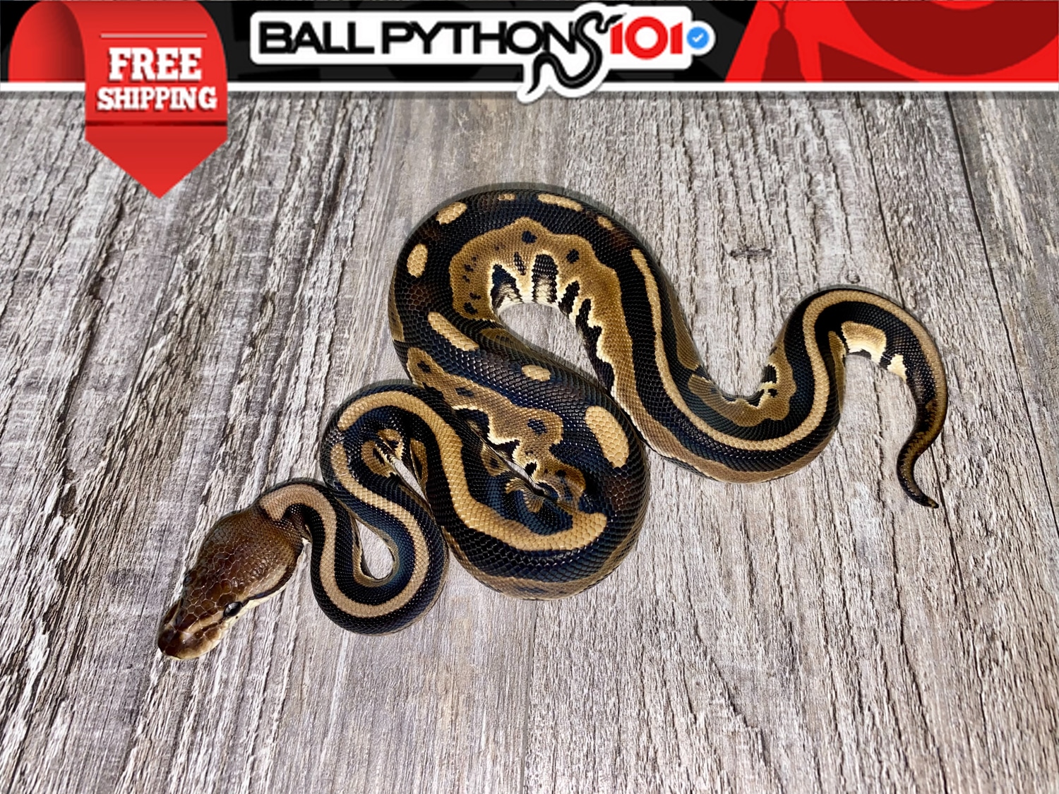 Leopard Cinnamon Dbl Het DG Clown Ball Python by Ball Pythons 101 ...