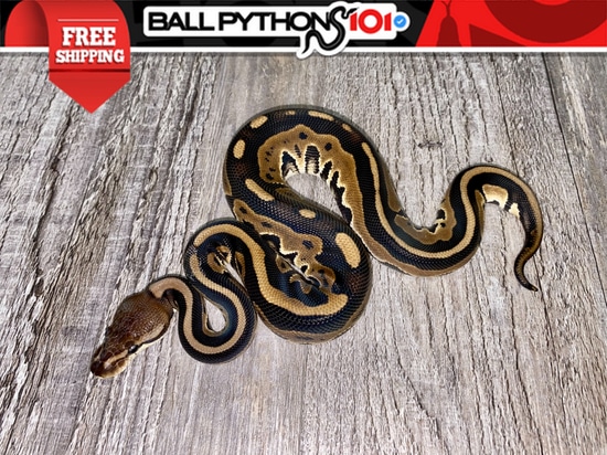 Leopard Cinnamon Dbl Het DG Clown Ball Python by Ball Pythons 101