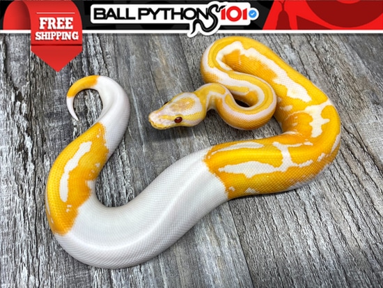 Dreamsicle Ball Python by Ball Pythons 101