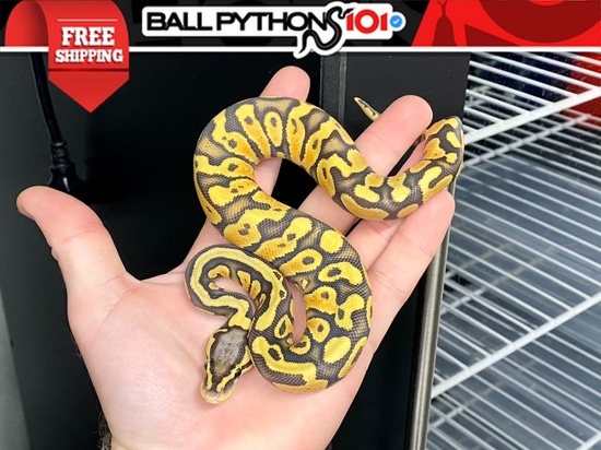 Hypo Gravel Pastel Dbl Het Ultramel Clown Ball Python by Ball Pythons 101