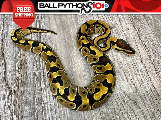 Dbl Het Ultramel Clown Ball Python by Ball Pythons 101