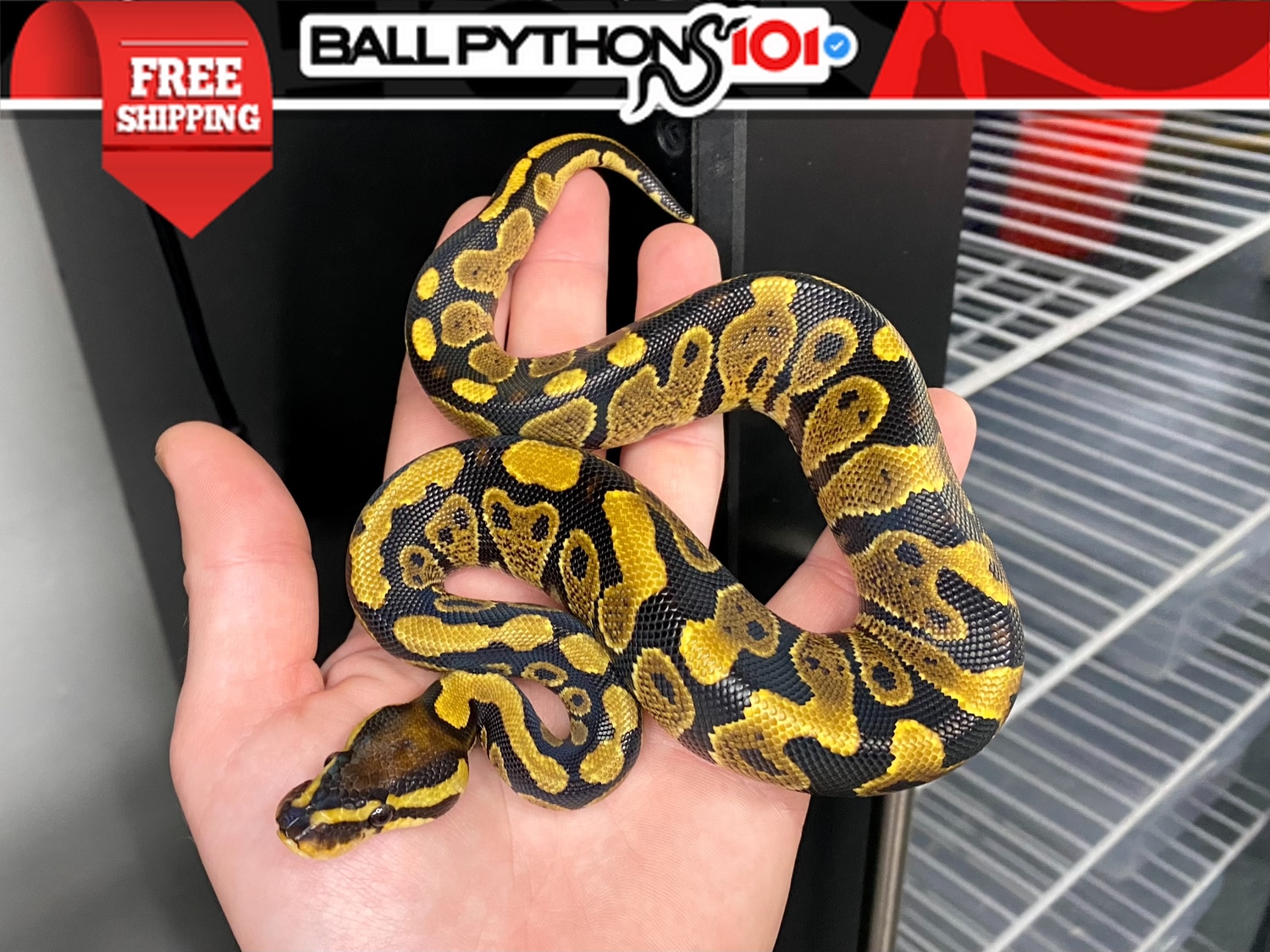 Gravel Dbl Het Ultramel Clown Ball Python by Ball Pythons 101 - MorphMarket